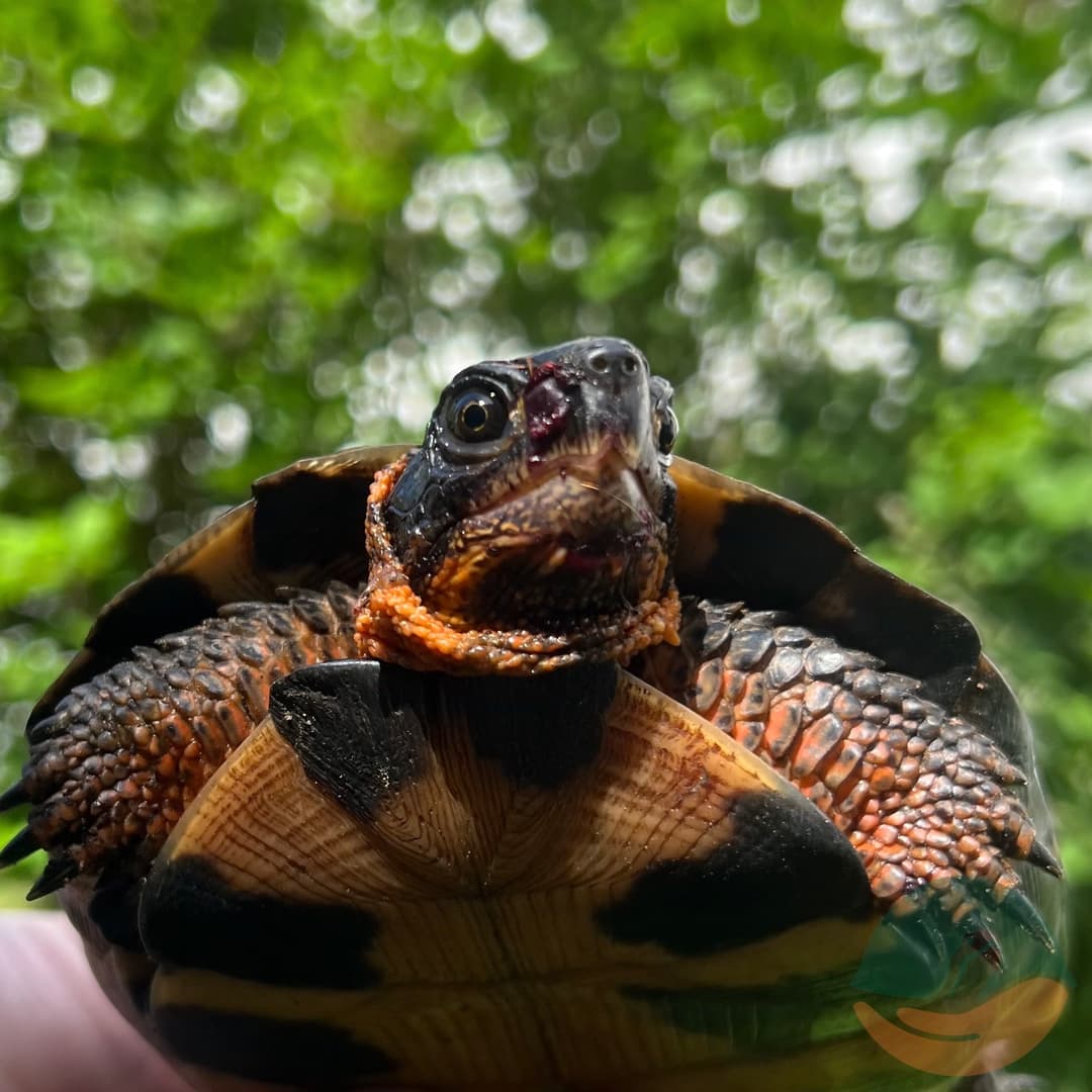 NH Turtle Rescue